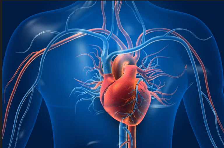 Anatomia și funcționarea inimii – Ghid complet | Spitalul MONZA